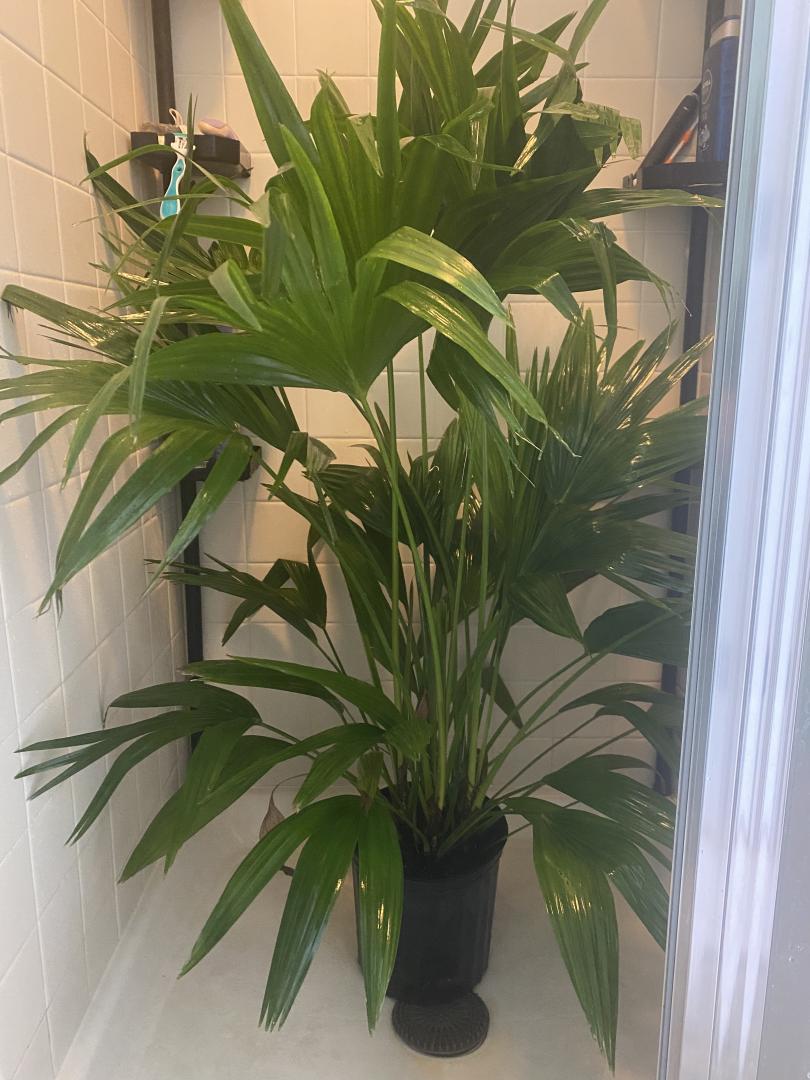 Separating Palm Clumps - PALMS IN POTS - PalmTalk