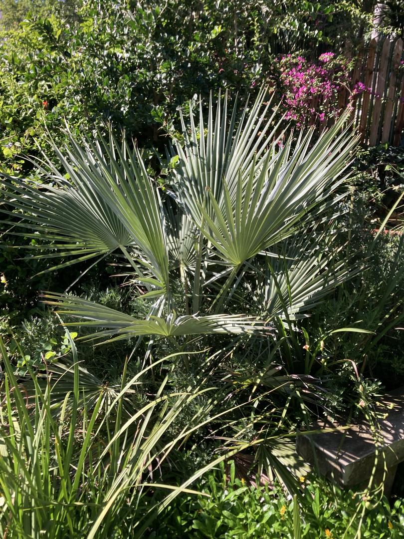Show me your Brahea palm - DISCUSSING PALM TREES WORLDWIDE - PalmTalk
