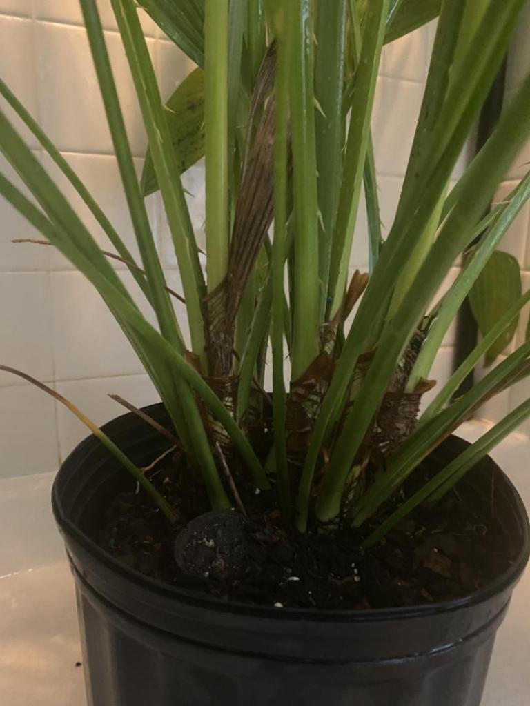 Separating Palm Clumps - PALMS IN POTS - PalmTalk