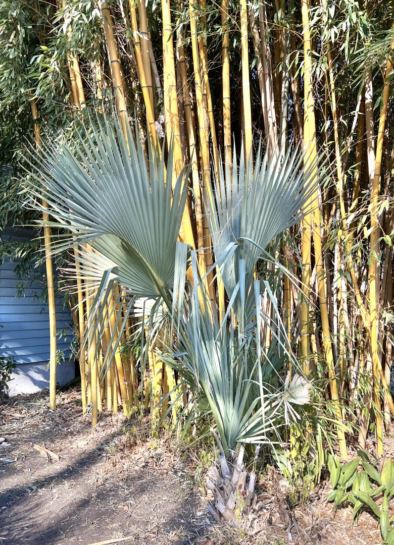 Dallas palms Our Dallas garden before and after last winters low of 3F ...