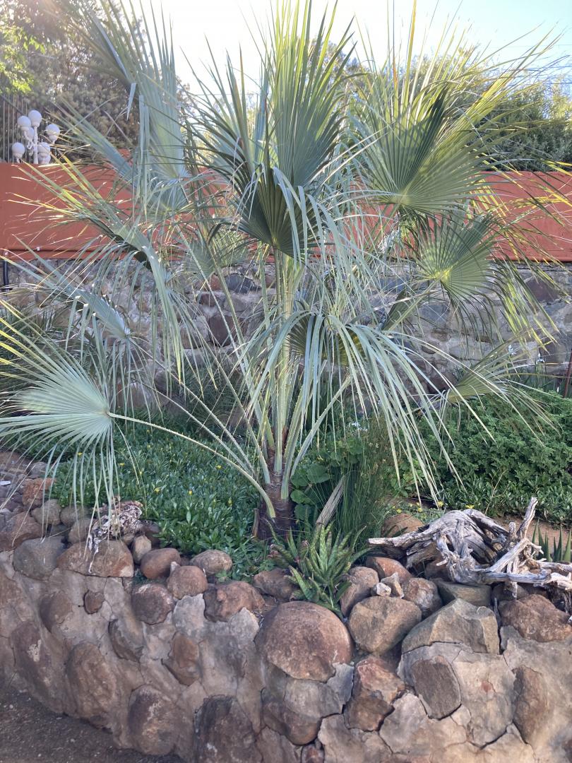 Show me your Brahea palm - DISCUSSING PALM TREES WORLDWIDE - PalmTalk