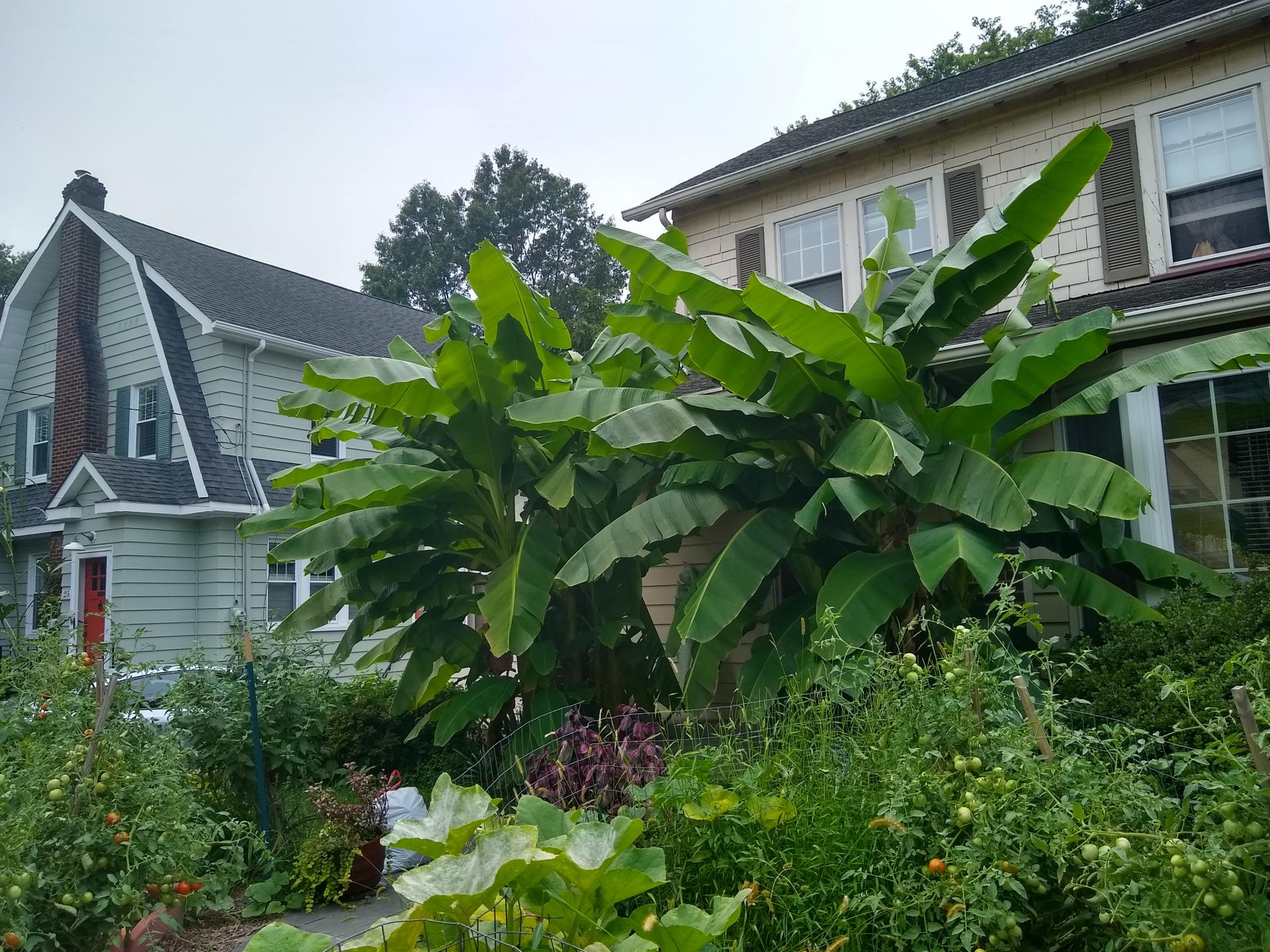 Bananas growing out : - TROPICAL LOOKING PLANTS - Other Than Palms ...