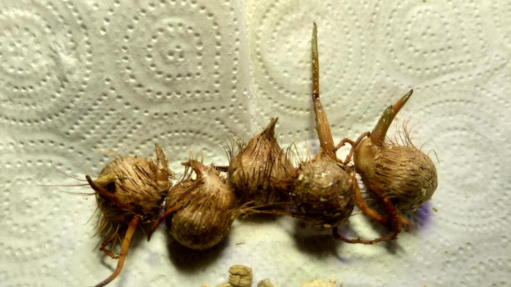 Loxococcus rupicola seeds - DISCUSSING PALM TREES WORLDWIDE - PalmTalk