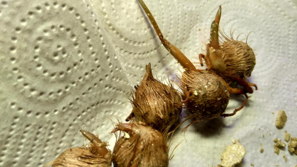 Loxococcus rupicola seeds - DISCUSSING PALM TREES WORLDWIDE - PalmTalk