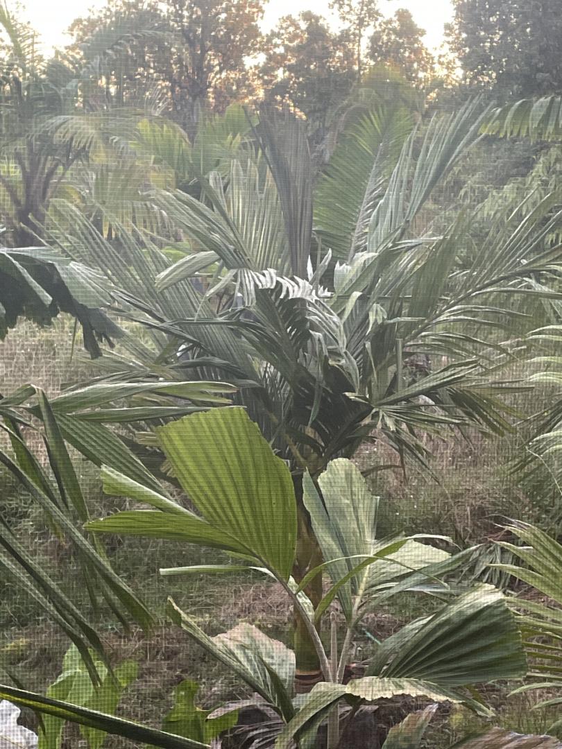 Loxococcus rupicola seeds - DISCUSSING PALM TREES WORLDWIDE - PalmTalk