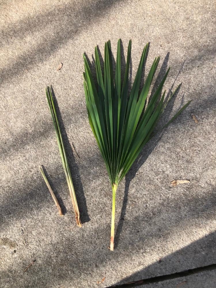 Double Spear Pull on 2 y/o Windmill :( - COLD HARDY PALMS - PalmTalk