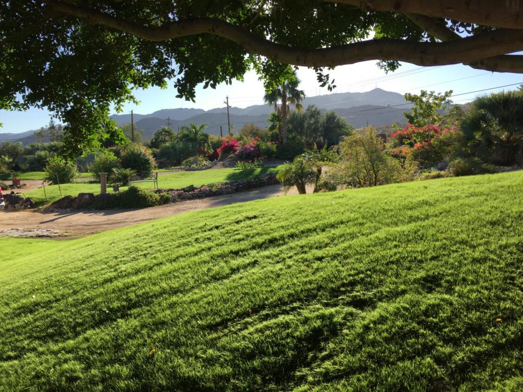 Butch is butchered - DISCUSSING PALM TREES WORLDWIDE - PalmTalk