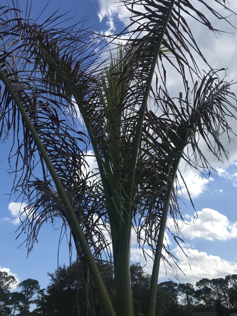 Royal and maypan pushing growth in Palm Coast, Florida. - DISCUSSING ...