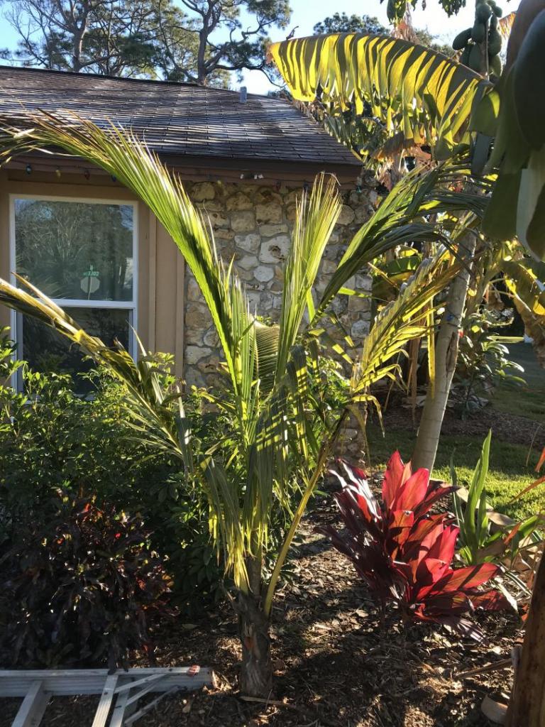 Maypan coconut - DISCUSSING PALM TREES WORLDWIDE - PalmTalk