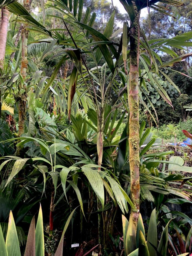 Calyptrocalyx elegans var. boalak - DISCUSSING PALM TREES WORLDWIDE ...