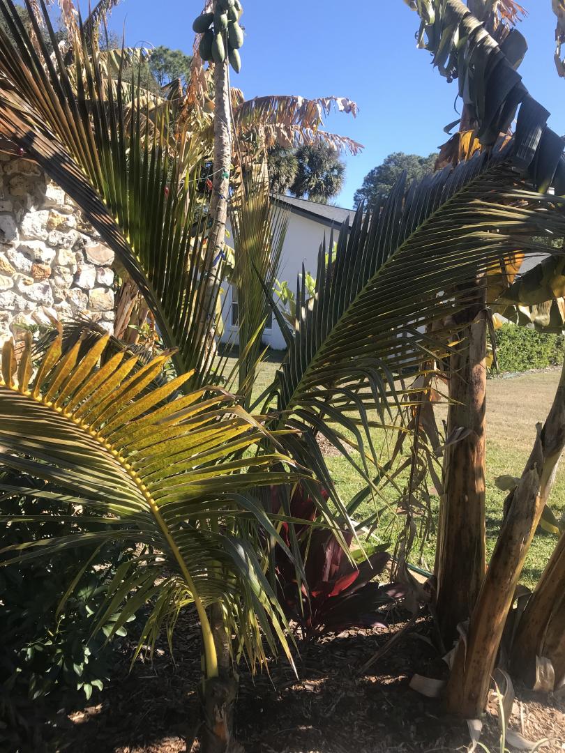 Maypan coconut - DISCUSSING PALM TREES WORLDWIDE - PalmTalk