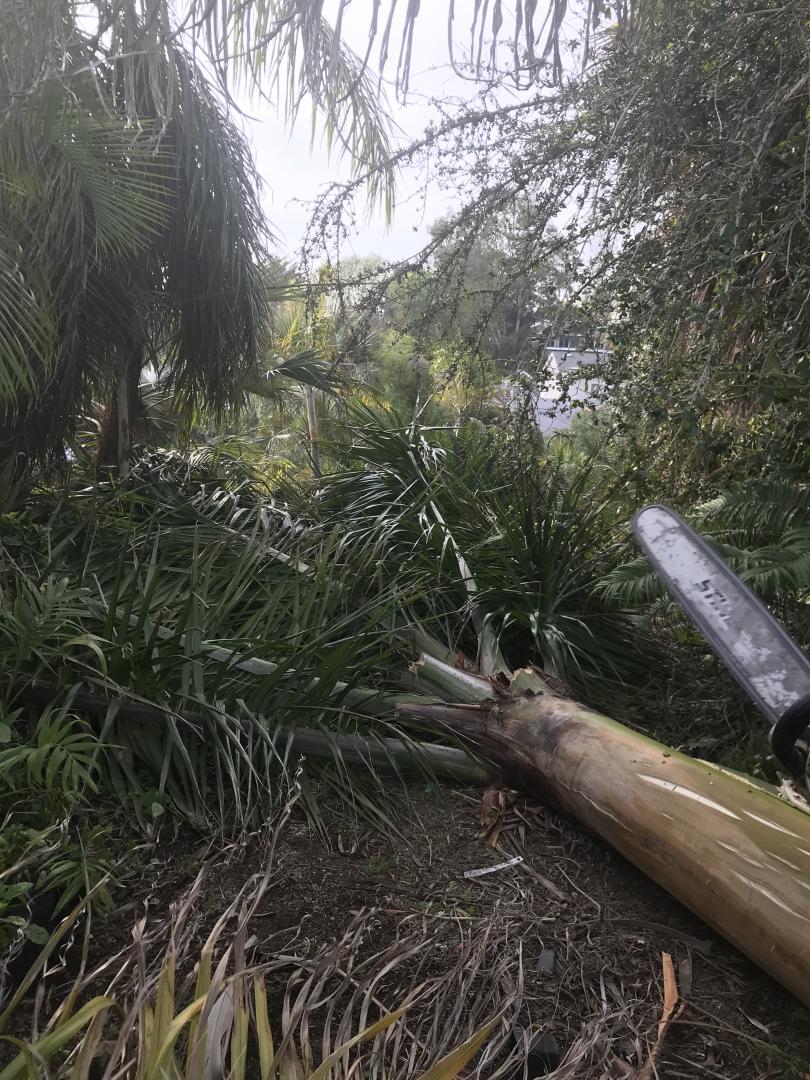Butch is butchered - DISCUSSING PALM TREES WORLDWIDE - PalmTalk