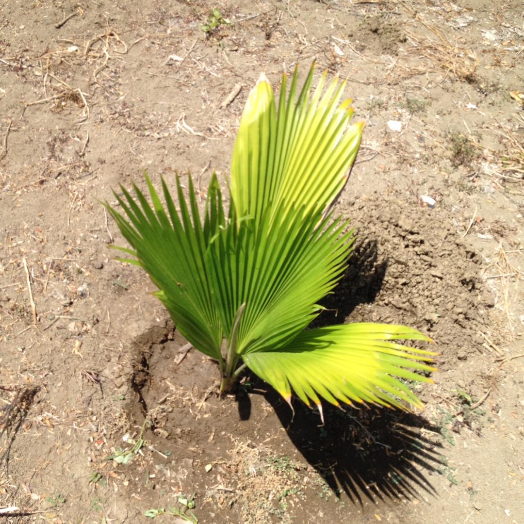 Identifying this palm tree - DISCUSSING PALM TREES WORLDWIDE - PalmTalk