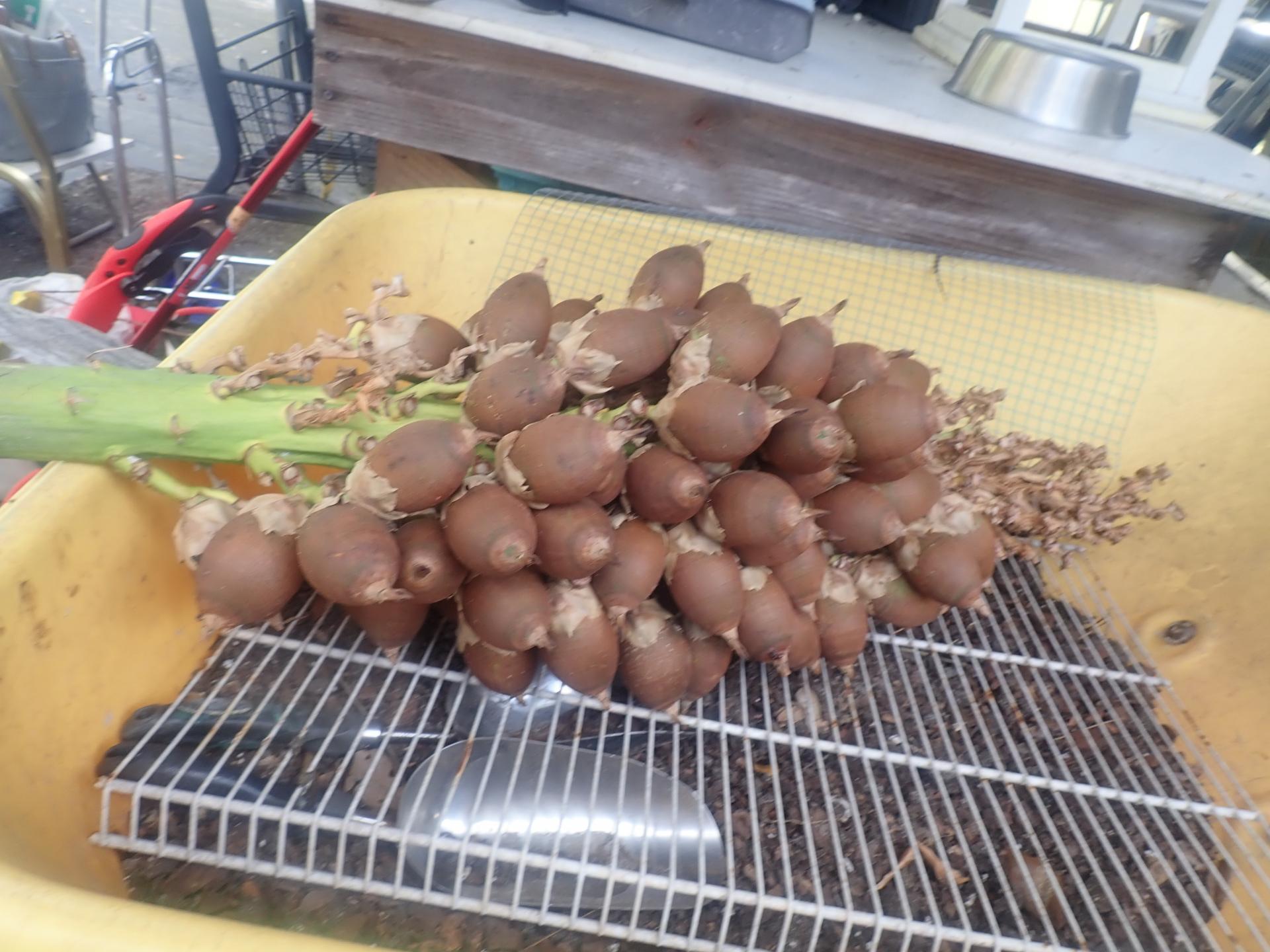 Any advice for germinating Cohune Palm? - DISCUSSING PALM TREES ...