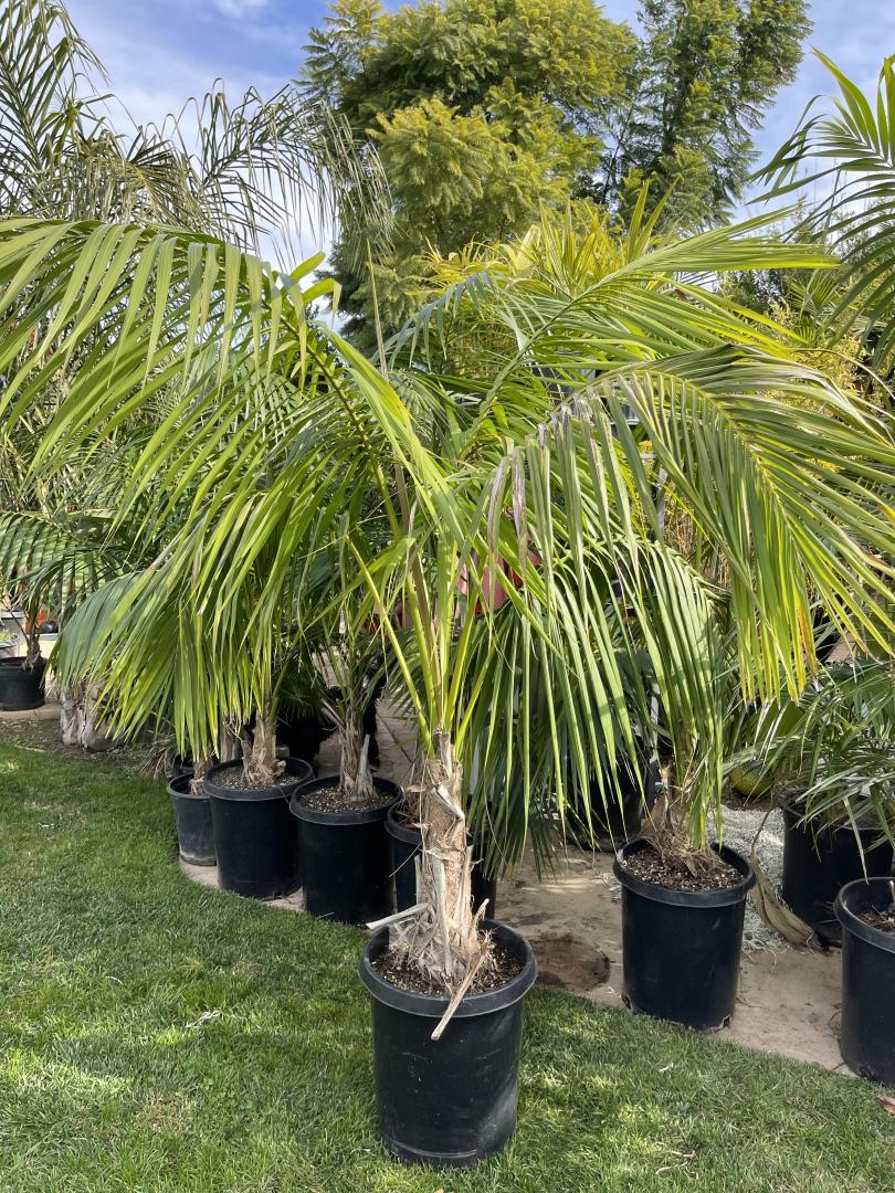 15G Howea forsteriana - For Sale - PalmTalk