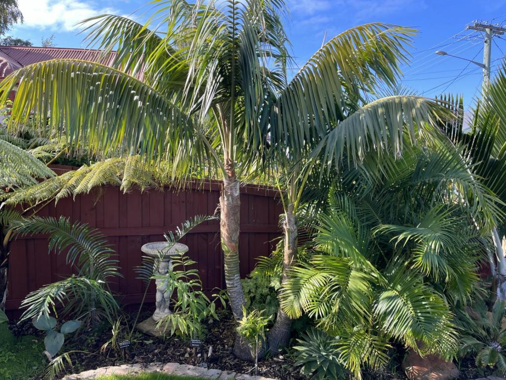 A Tasmanian (42 degrees south) palm garden 8 years after first ...