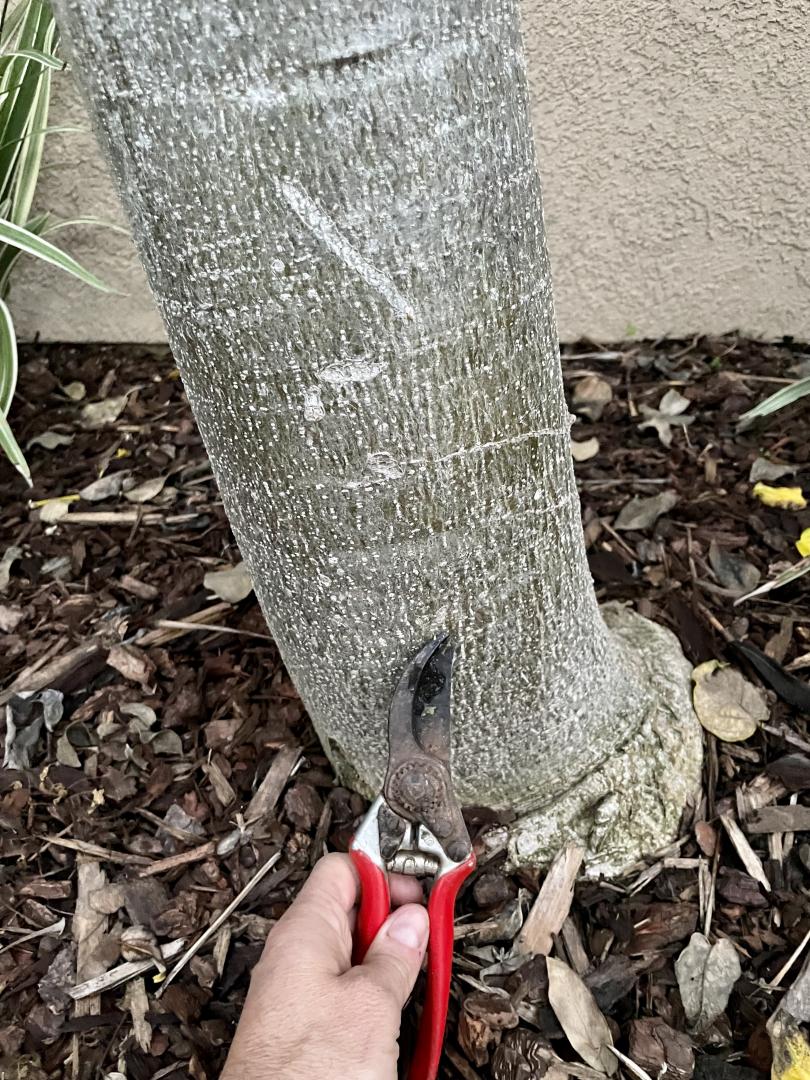 Polyscias racemosa For Sale - For Sale - PalmTalk