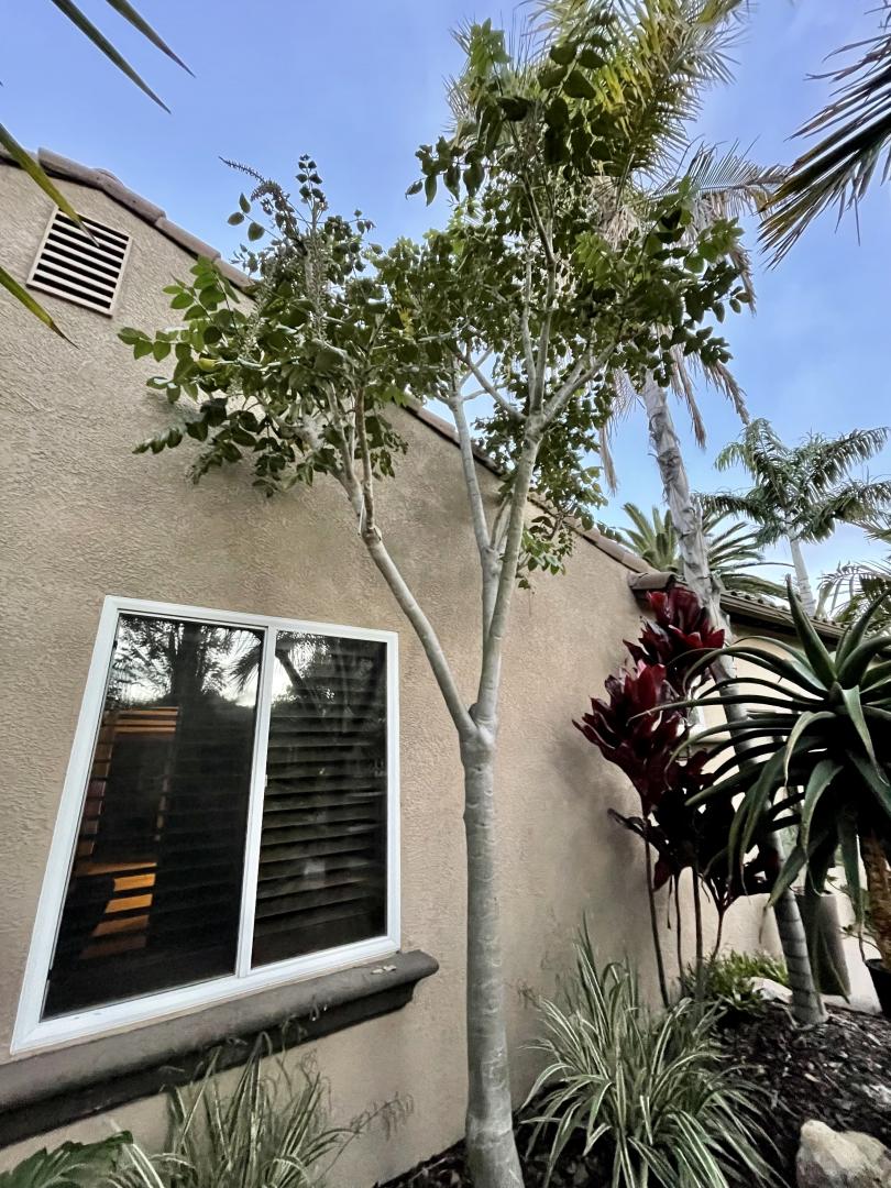 Polyscias racemosa For Sale - For Sale - PalmTalk