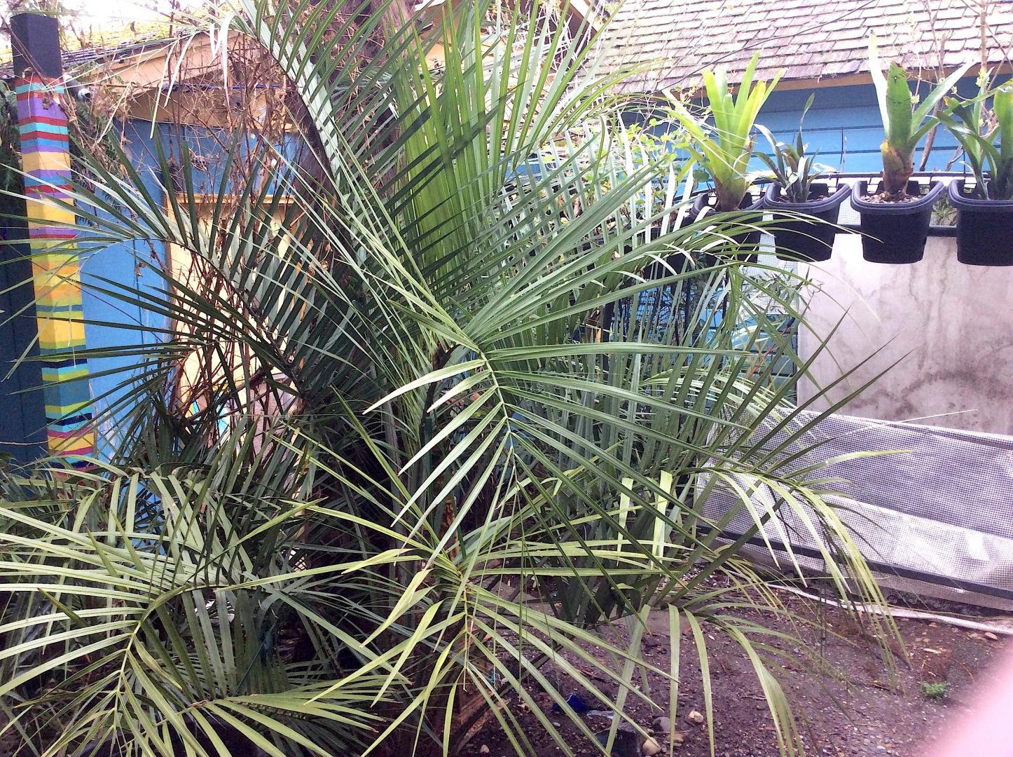 The Good The Bad and The Ugly showing up. - COLD HARDY PALMS - PalmTalk