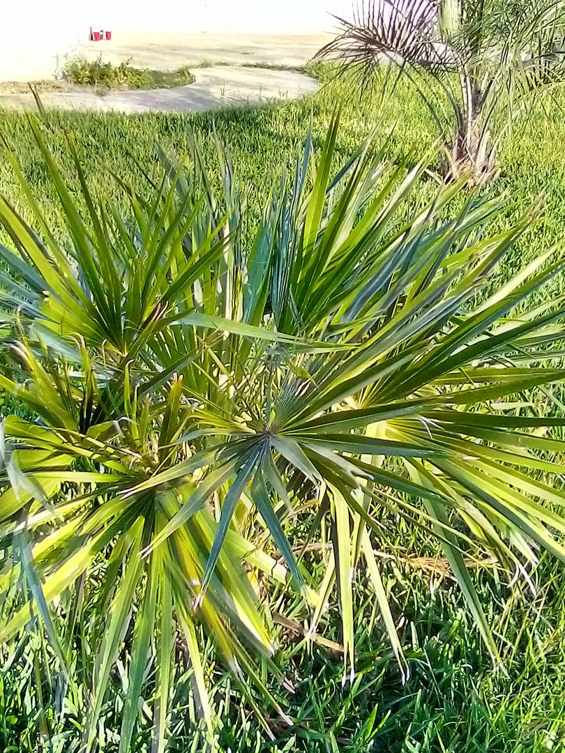 Livistona Nitida & Livistona Decora - COLD HARDY PALMS - PalmTalk