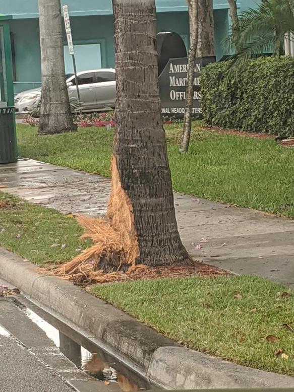 Palm hit by a vehicle? - DISCUSSING PALM TREES WORLDWIDE - PalmTalk