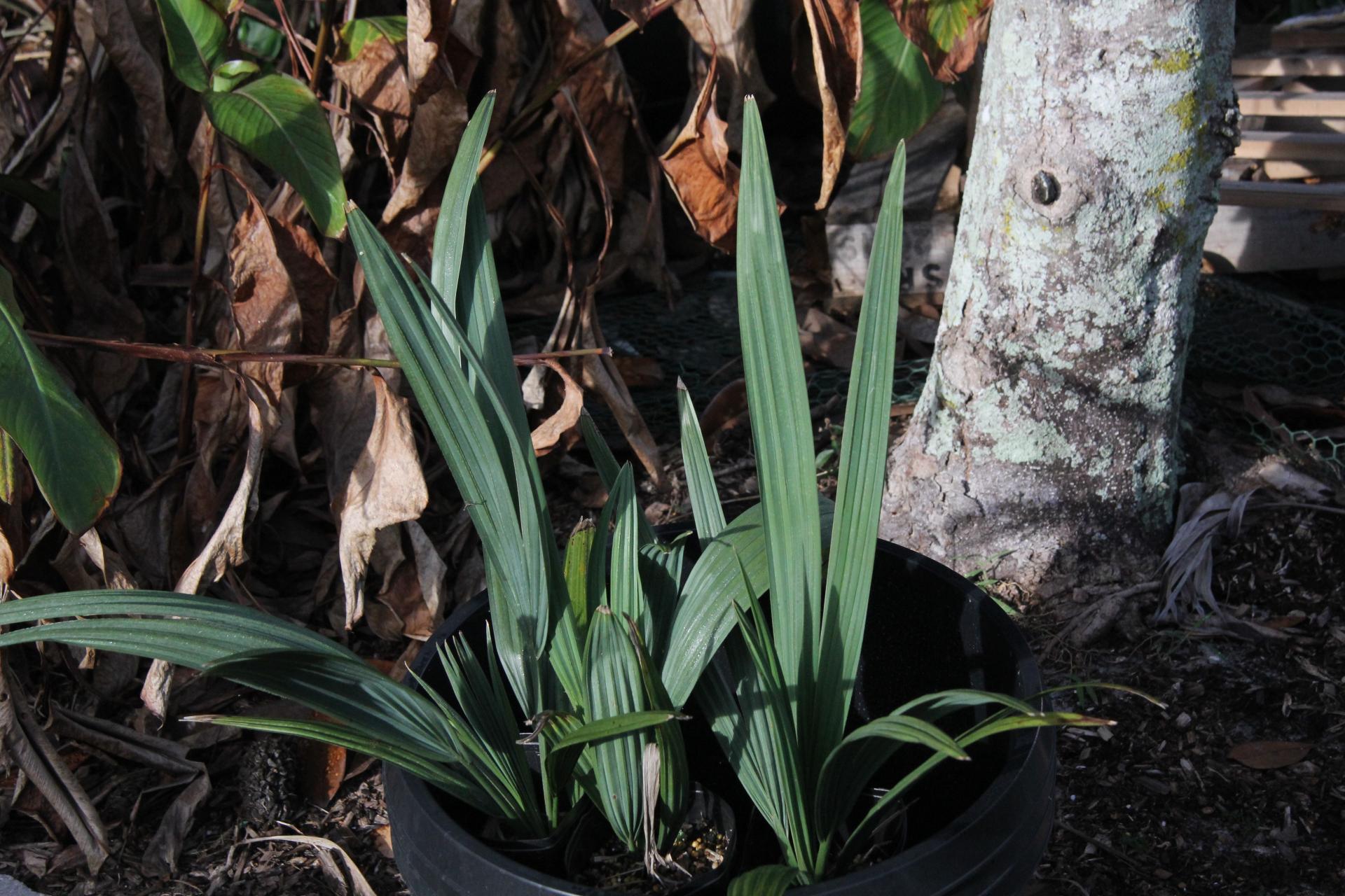 What Sabals are these - DISCUSSING PALM TREES WORLDWIDE - PalmTalk