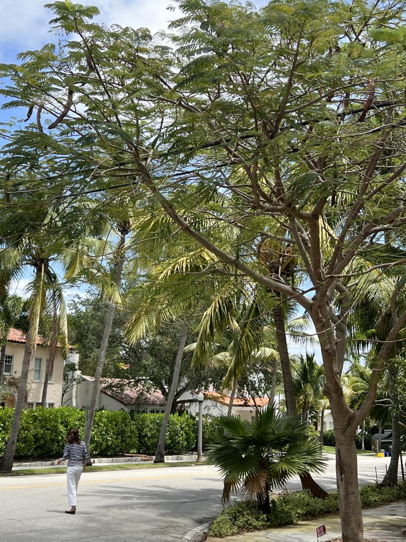 Signs of life/earliest signs of Delonix regia - TROPICAL LOOKING PLANTS ...