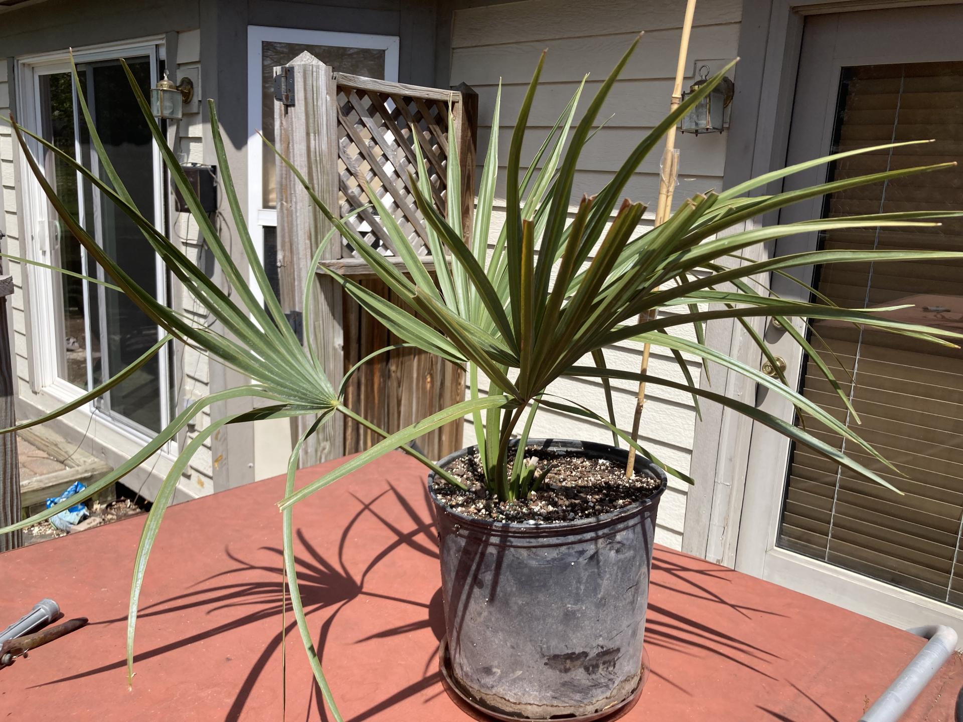 Sabal minor flower age. - COLD HARDY PALMS - PalmTalk