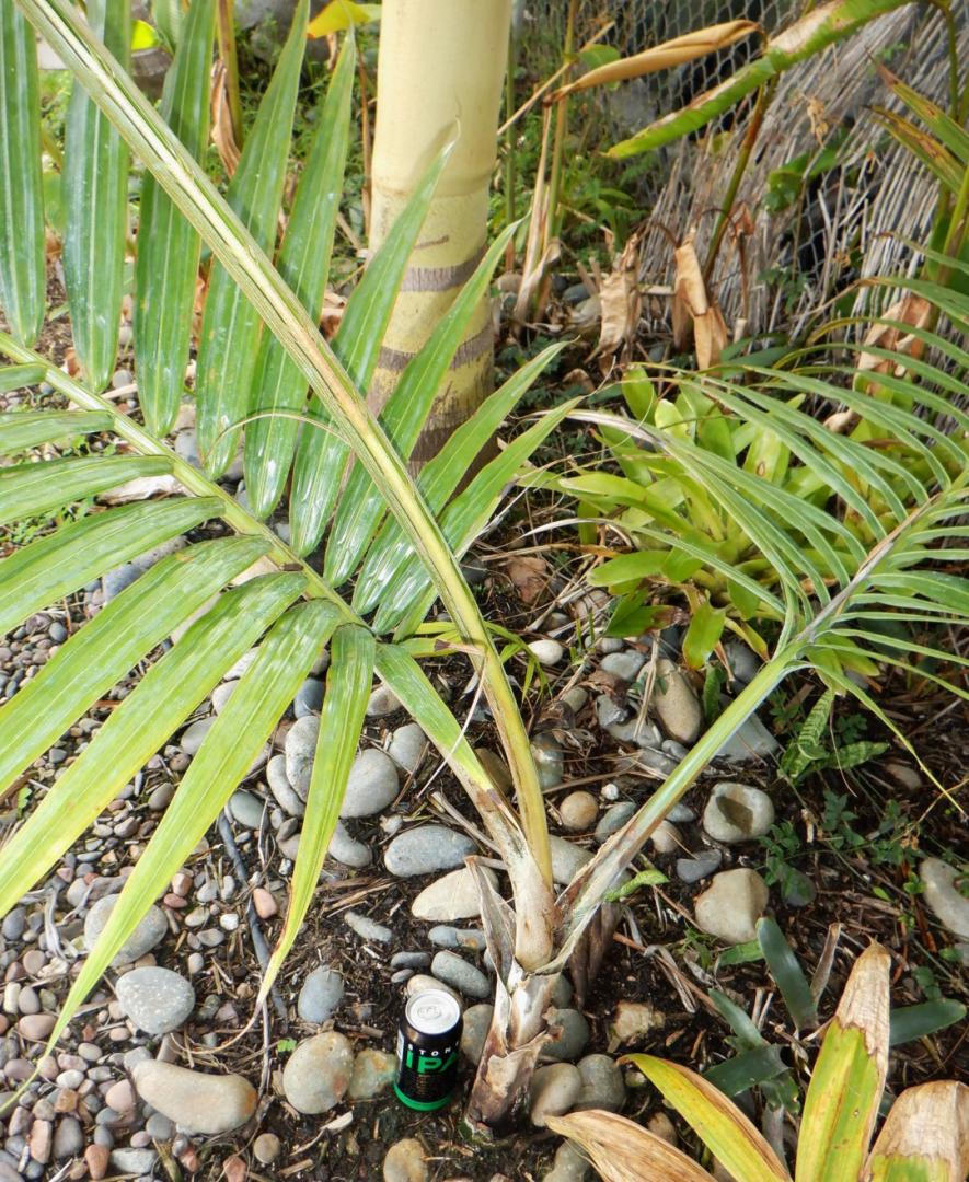 Cyphophoenix alba - DISCUSSING PALM TREES WORLDWIDE - PalmTalk