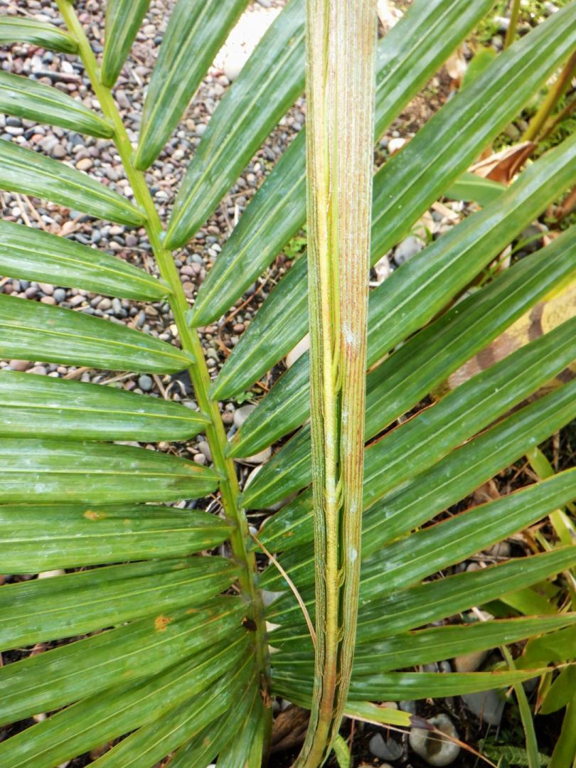 Cyphophoenix alba - DISCUSSING PALM TREES WORLDWIDE - PalmTalk