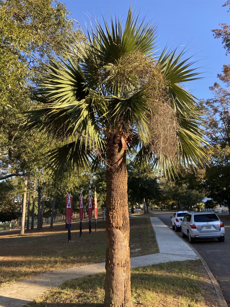 Sabal 'DeFuniak Springs' Seeds - For Sale - PalmTalk
