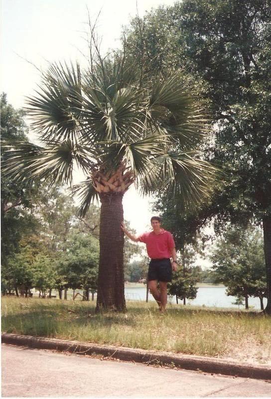 Sabal 'DeFuniak Springs' Seeds - For Sale - PalmTalk