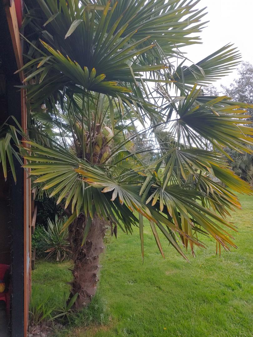 Engineers of PalmTalk - COLD HARDY PALMS - PalmTalk