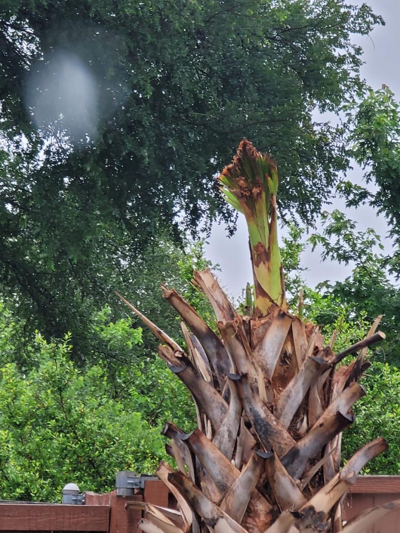 Surgery/deep cut palms years later - COLD HARDY PALMS - PalmTalk