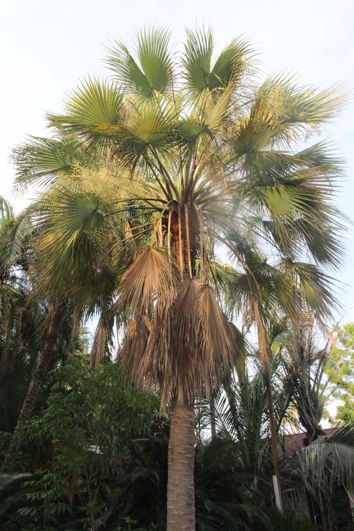 Brahea aculeata - DISCUSSING PALM TREES WORLDWIDE - PalmTalk