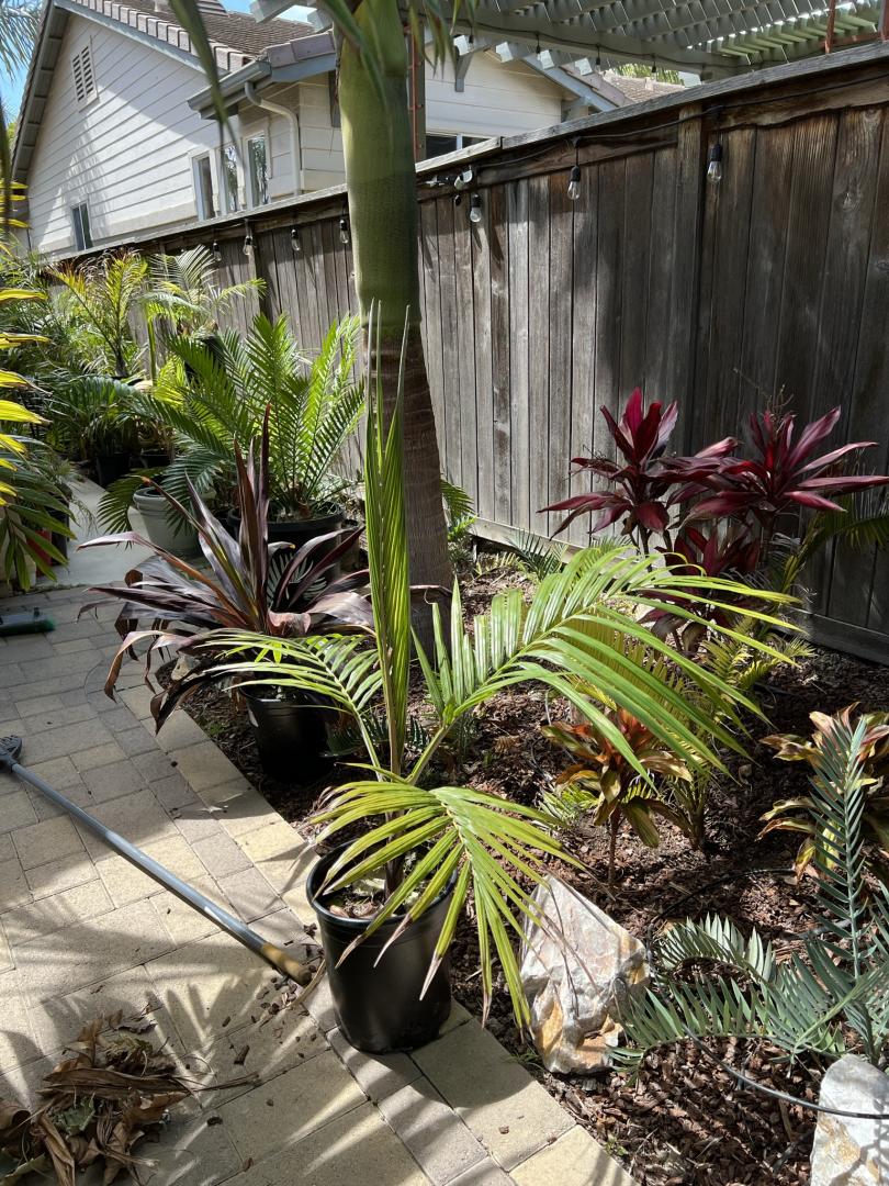 Cyphophoenix alba - DISCUSSING PALM TREES WORLDWIDE - PalmTalk