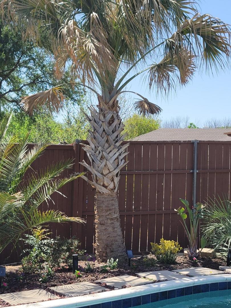 Surgery/deep cut palms years later - COLD HARDY PALMS - PalmTalk