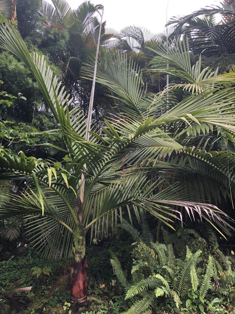 Cyphophoenix alba - DISCUSSING PALM TREES WORLDWIDE - PalmTalk