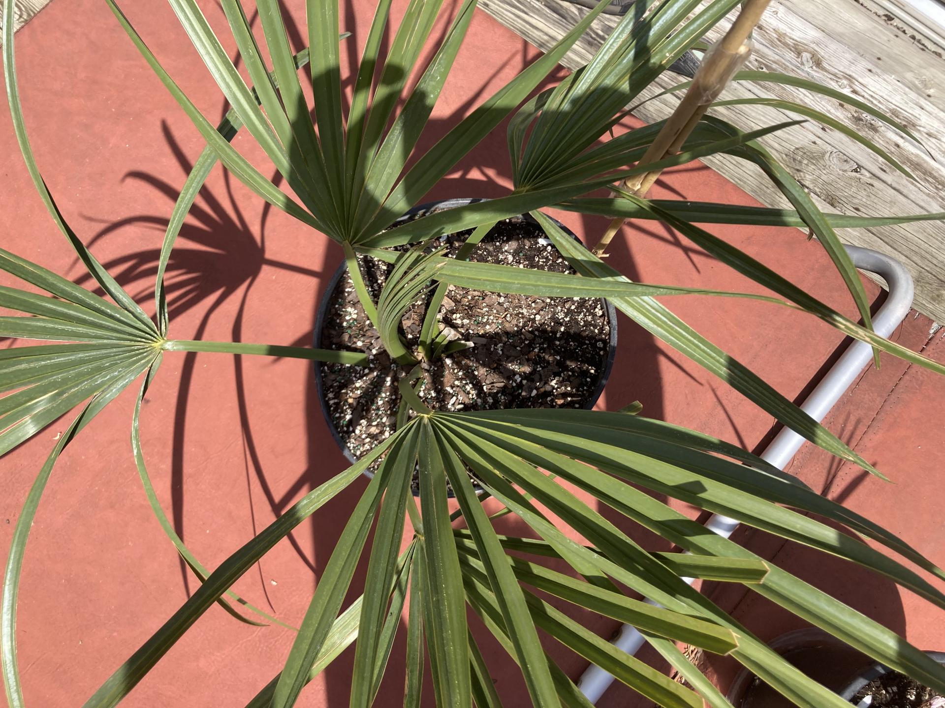 Sabal minor flower age. - COLD HARDY PALMS - PalmTalk