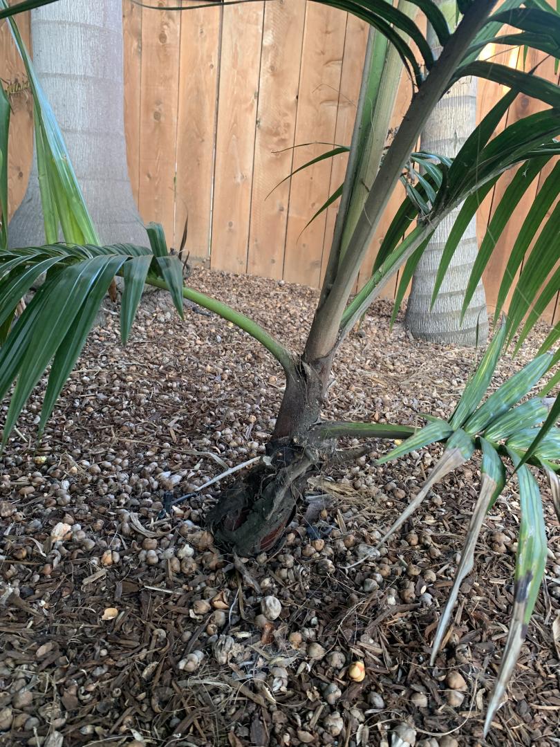 Cyphophoenix alba - DISCUSSING PALM TREES WORLDWIDE - PalmTalk