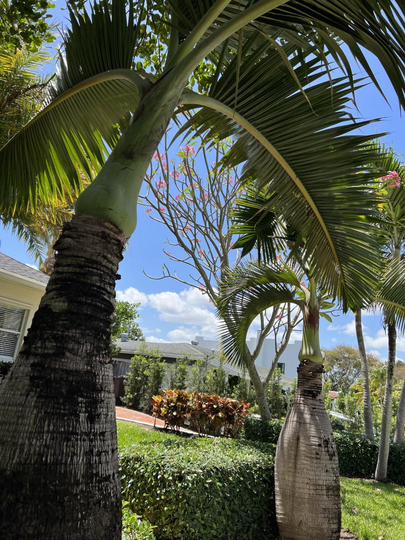 A couple of Bottles - DISCUSSING PALM TREES WORLDWIDE - PalmTalk