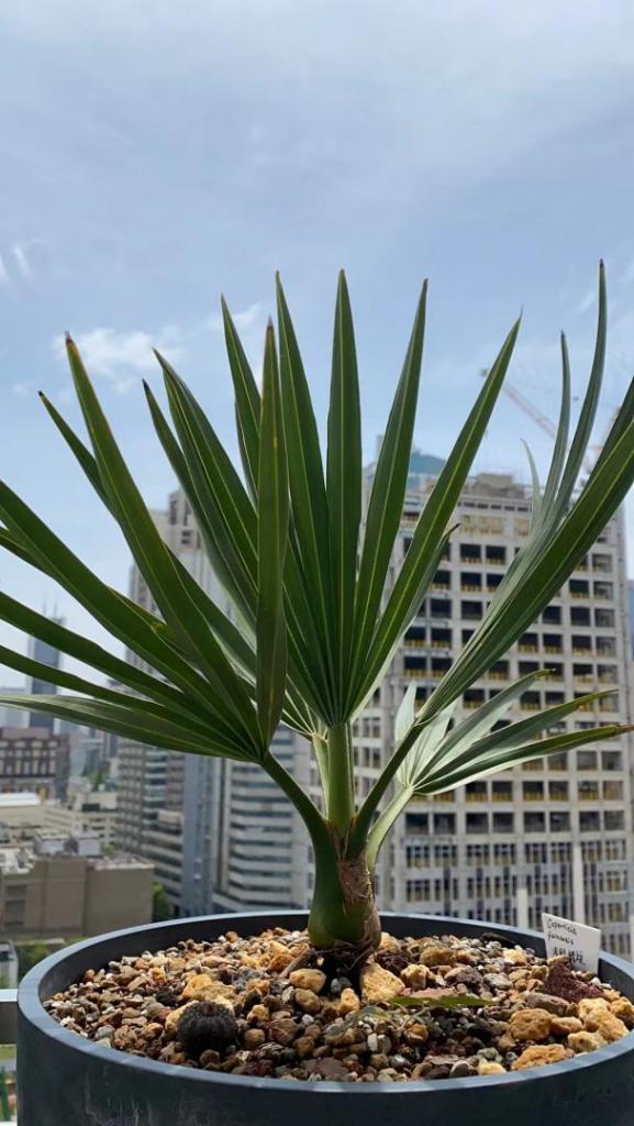 Palm trees native to China - COLD HARDY PALMS - PalmTalk