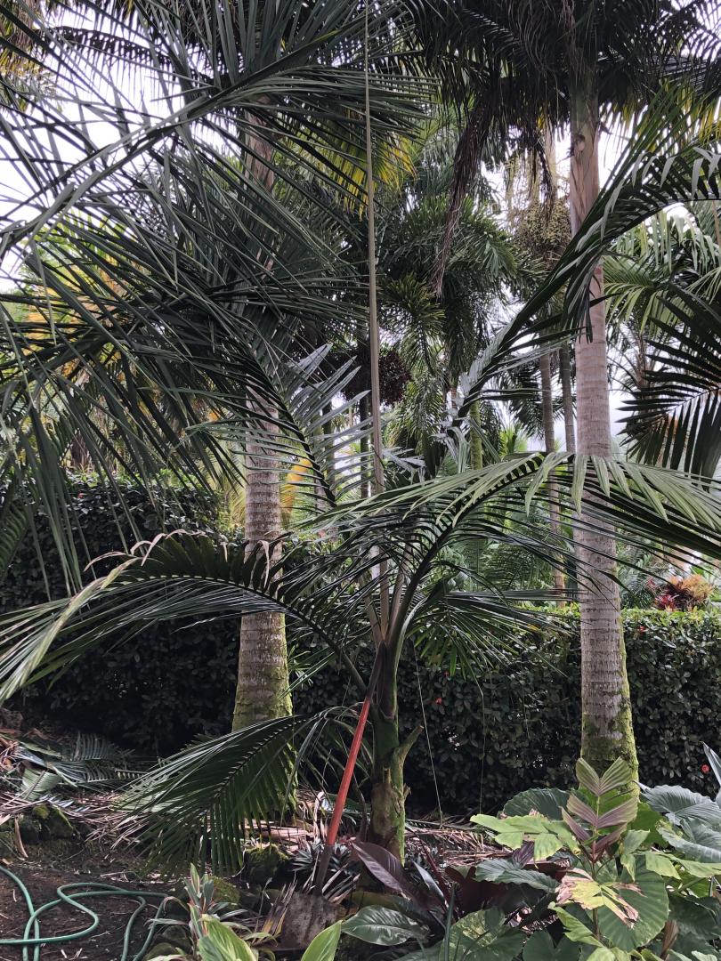 Cyphophoenix alba - DISCUSSING PALM TREES WORLDWIDE - PalmTalk