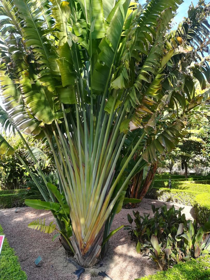 Ravenala in Europe - TROPICAL LOOKING PLANTS - Other Than Palms - PalmTalk