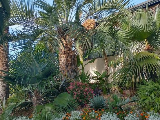 The Best Palm garden in Victoria, BC. Canada. - COLD HARDY PALMS - PalmTalk