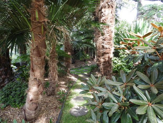 The Best Palm garden in Victoria, BC. Canada. - COLD HARDY PALMS - PalmTalk