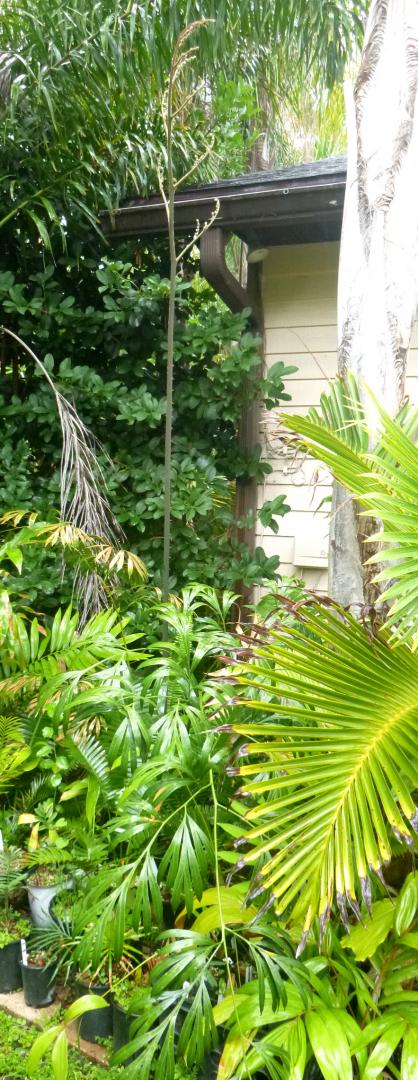 Cycas multipinnata cold tolerance - TROPICAL LOOKING PLANTS - Other ...