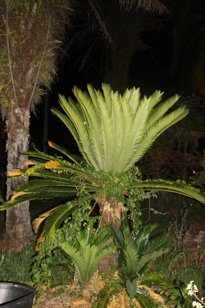 my flushing Cycas - TROPICAL LOOKING PLANTS - Other Than Palms - PalmTalk