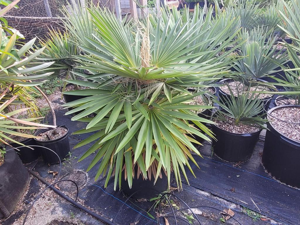 Coccothrinax borhidiana- 15 gallon - For Sale - PalmTalk