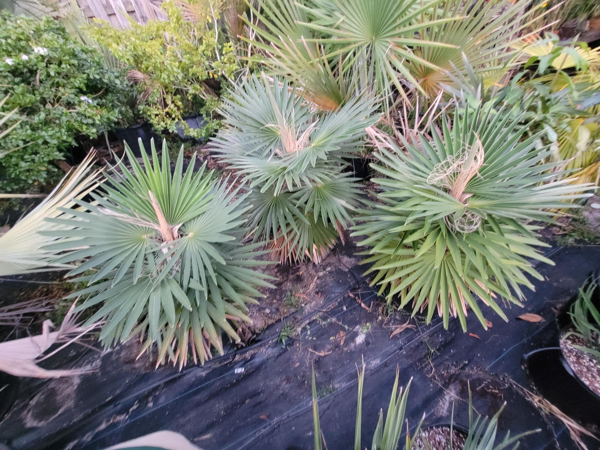 Coccothrinax borhidiana- 15 gallon - For Sale - PalmTalk
